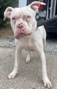 Stray dog photographs | Cheshire West and Chester Council